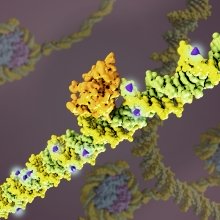 Kunal Rai | MD Anderson Cancer Center